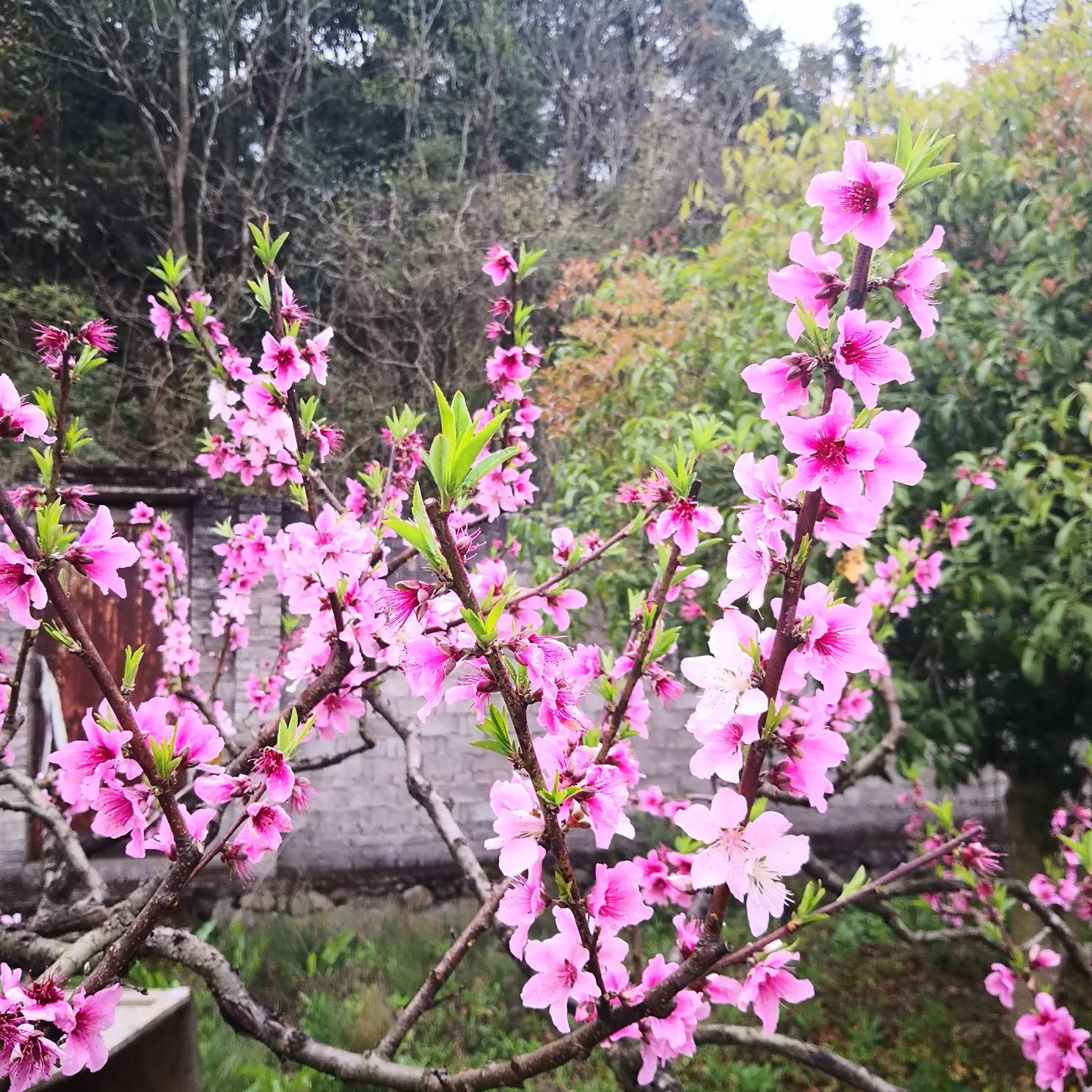 桃花依旧笑春风,哈哈哈 东论 东方热线·东方论坛 宁波论坛——家长里短写你我身边事